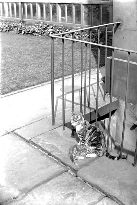 Kirklees: Searching the Database